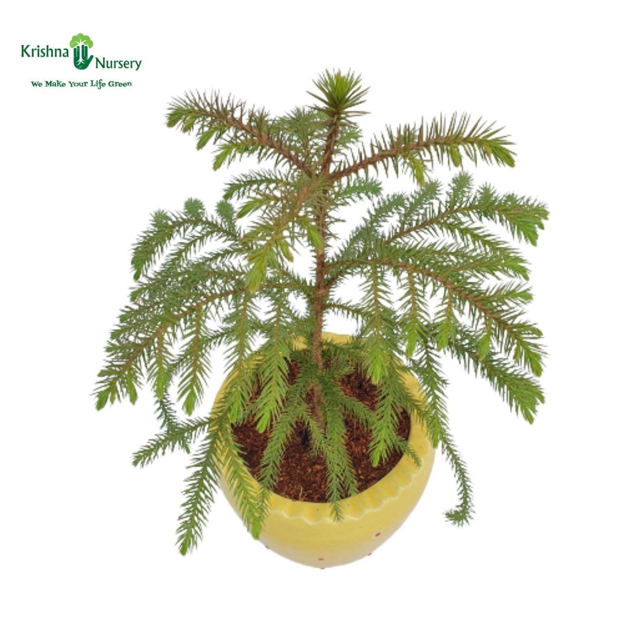 Small Araucaria Plant