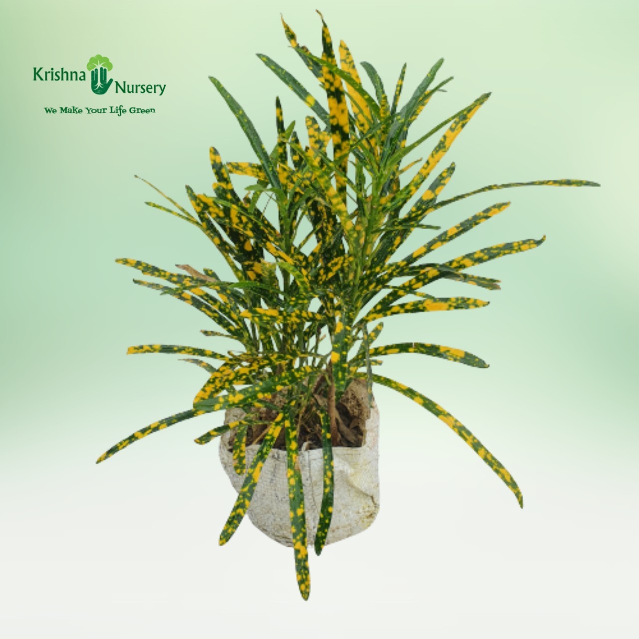 Dracaena Victoria Plant Pot Colour & Poly Bag White Pot Pot Size 10 Inch