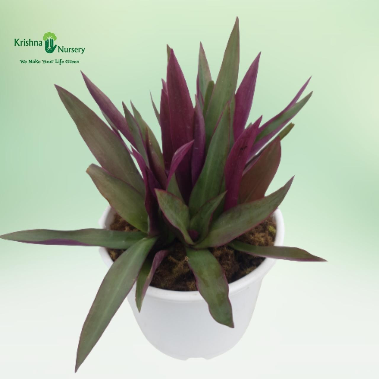 Rhoeo Plant (Tradescantia Spathacea)