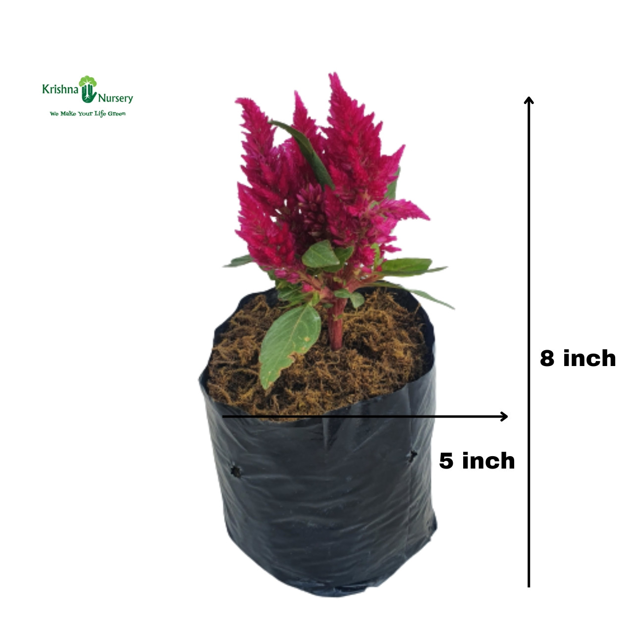 Cockscomb Plant - Pink Flower